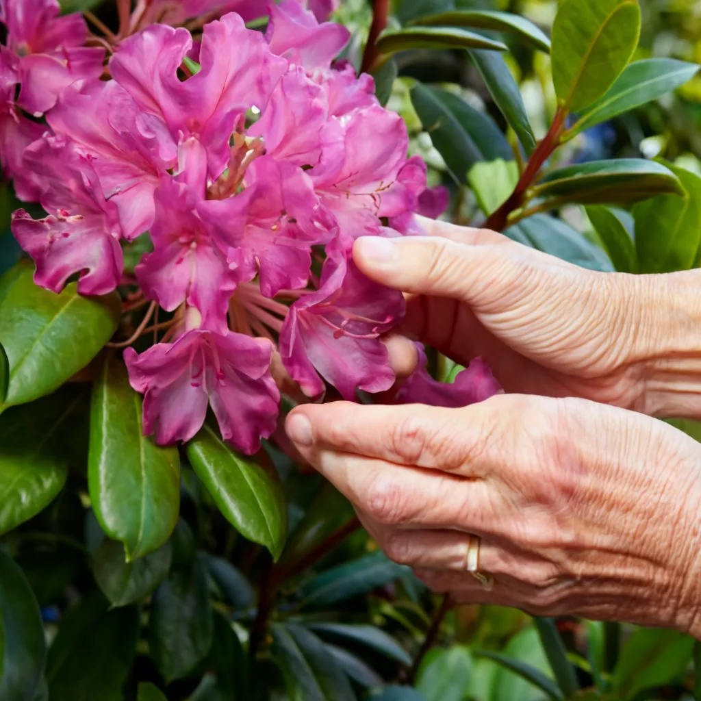 How to grow and care for rhododendrons made easy - Bluenose Blooms Home ...