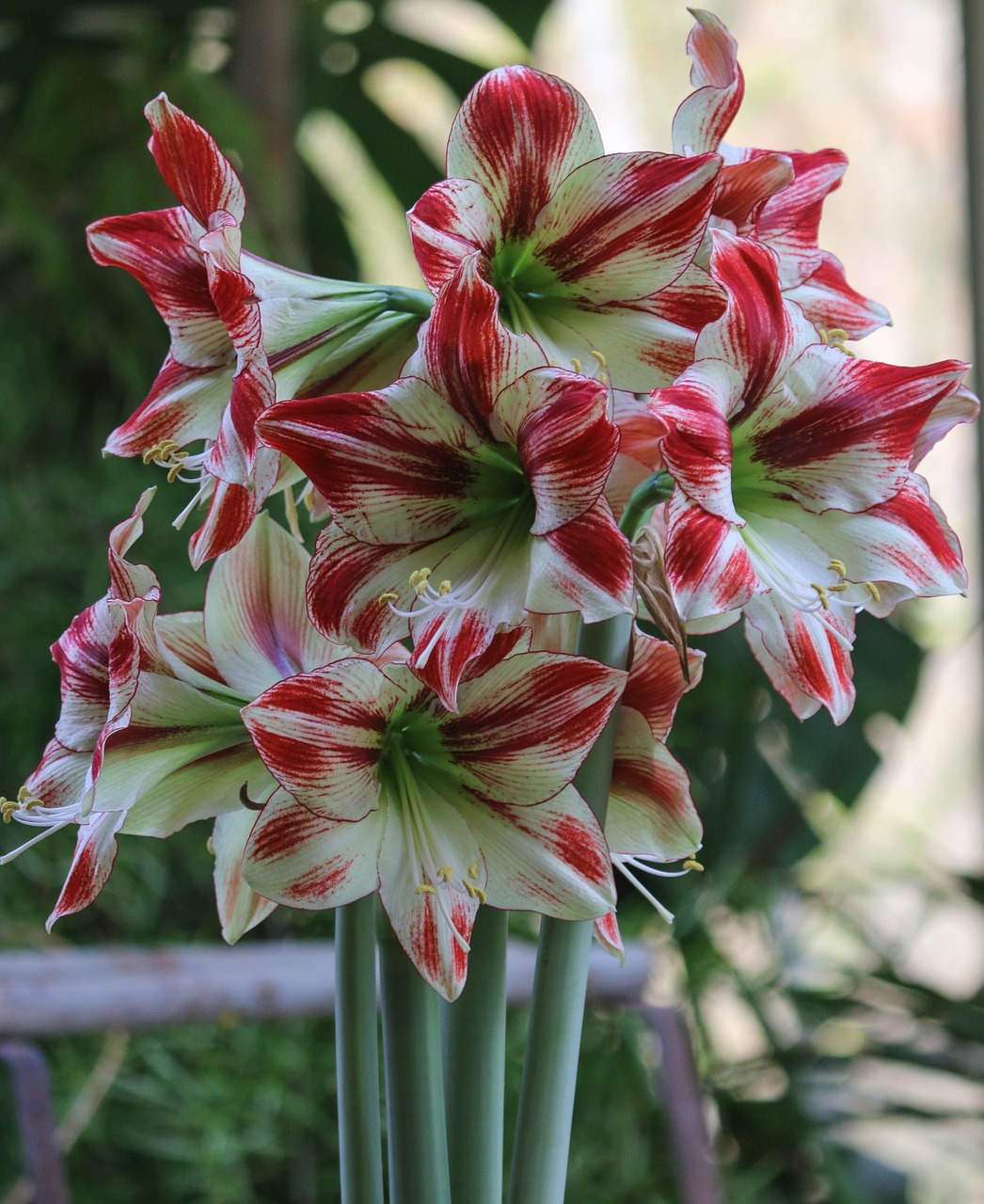 How to successfully grow an amaryllis - Bluenose Blooms Home & Garden