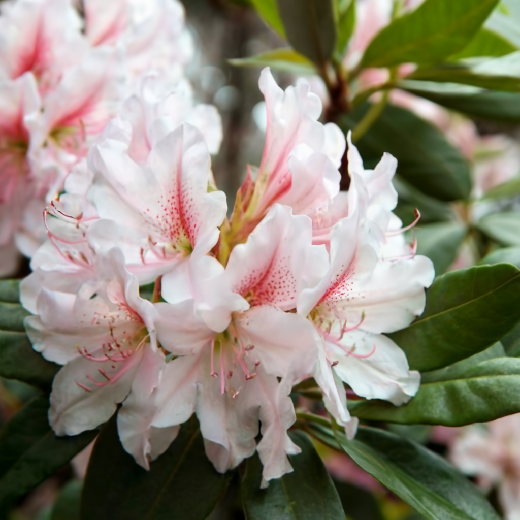 How to grow and care for rhododendrons made easy - Bluenose Blooms Home ...