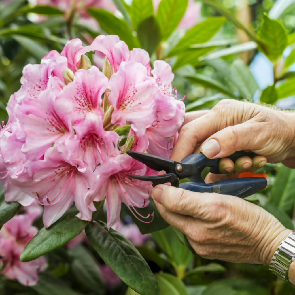 How to grow and care for rhododendrons made easy - Bluenose Blooms Home ...